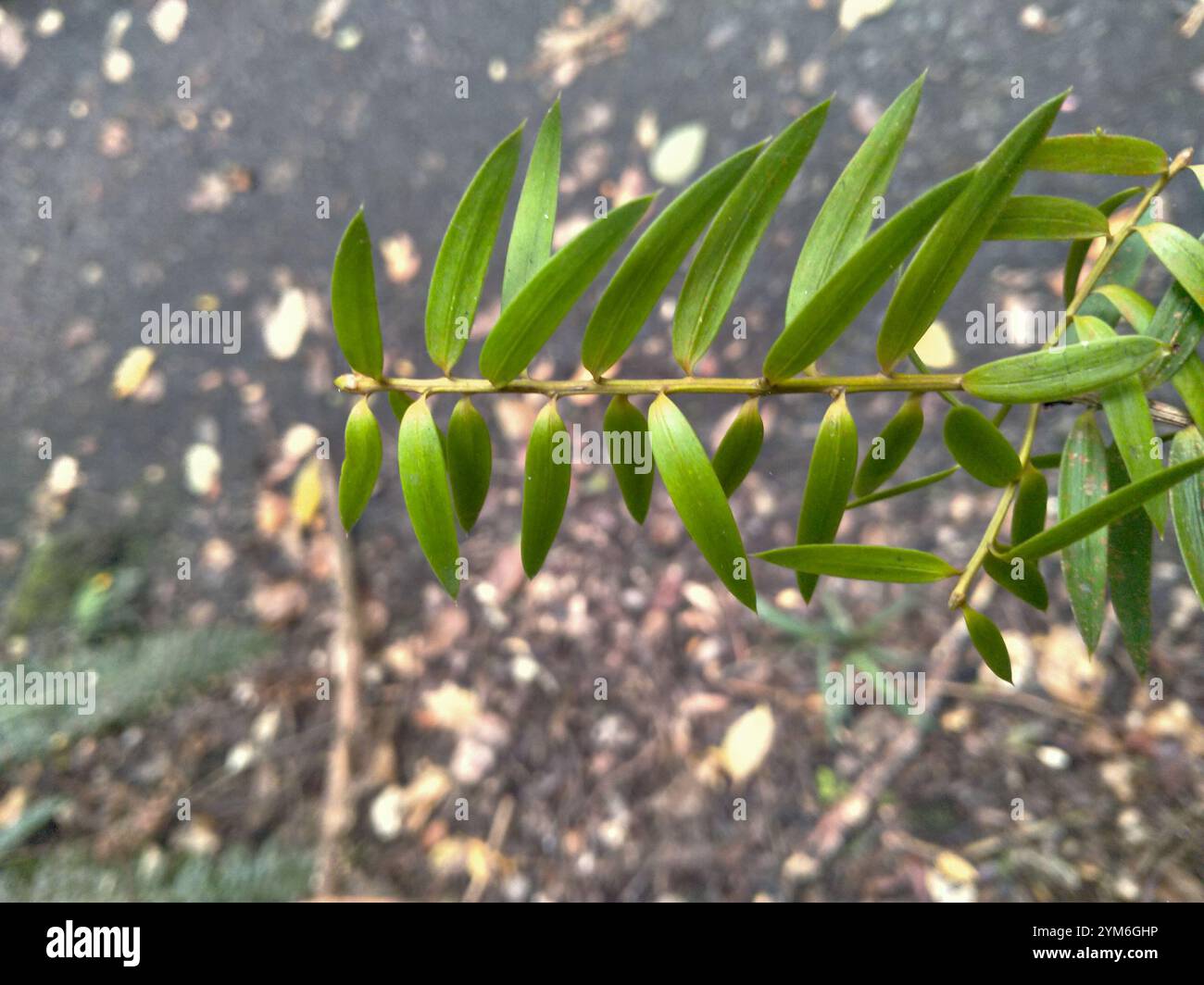 Tōtara (Podocarpus totara Stock Photo - Alamy