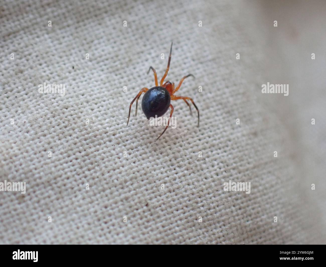 Sheetweb and Dwarf Weavers (Linyphiidae Stock Photo - Alamy