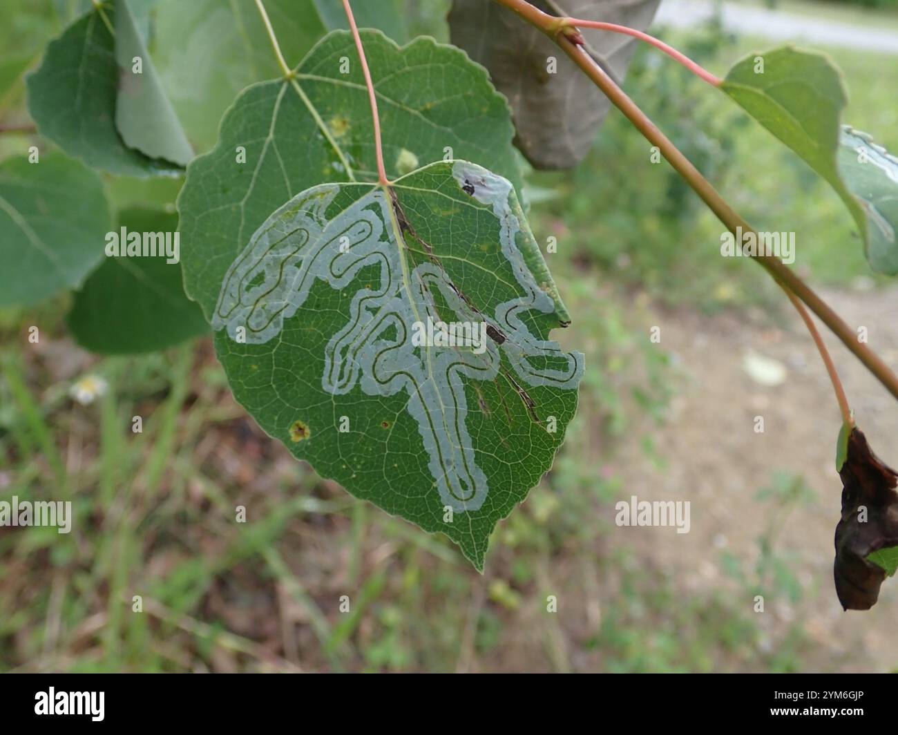 Aspen Serpentine Leafminer Moth (Phyllocnistis populiella Stock Photo ...