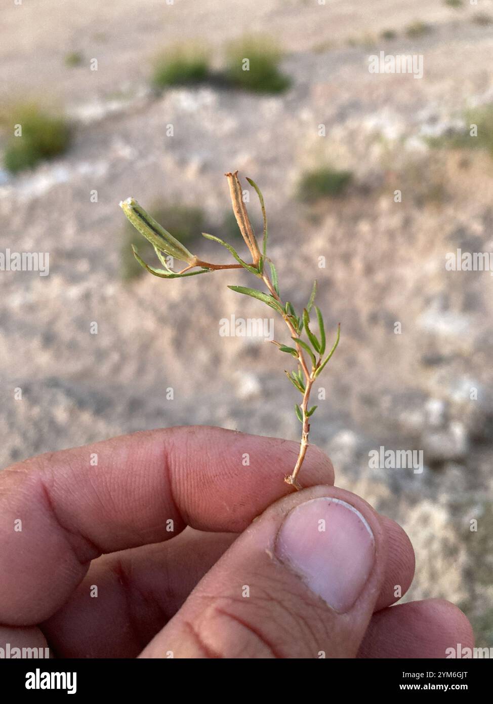 (Oenothera hartwegii filifolia Stock Photo - Alamy