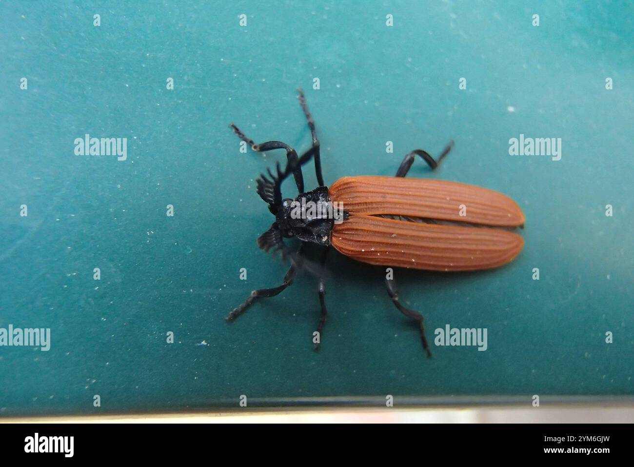 Long-nosed Lycid Beetle (Porrostoma rhipidium Stock Photo - Alamy