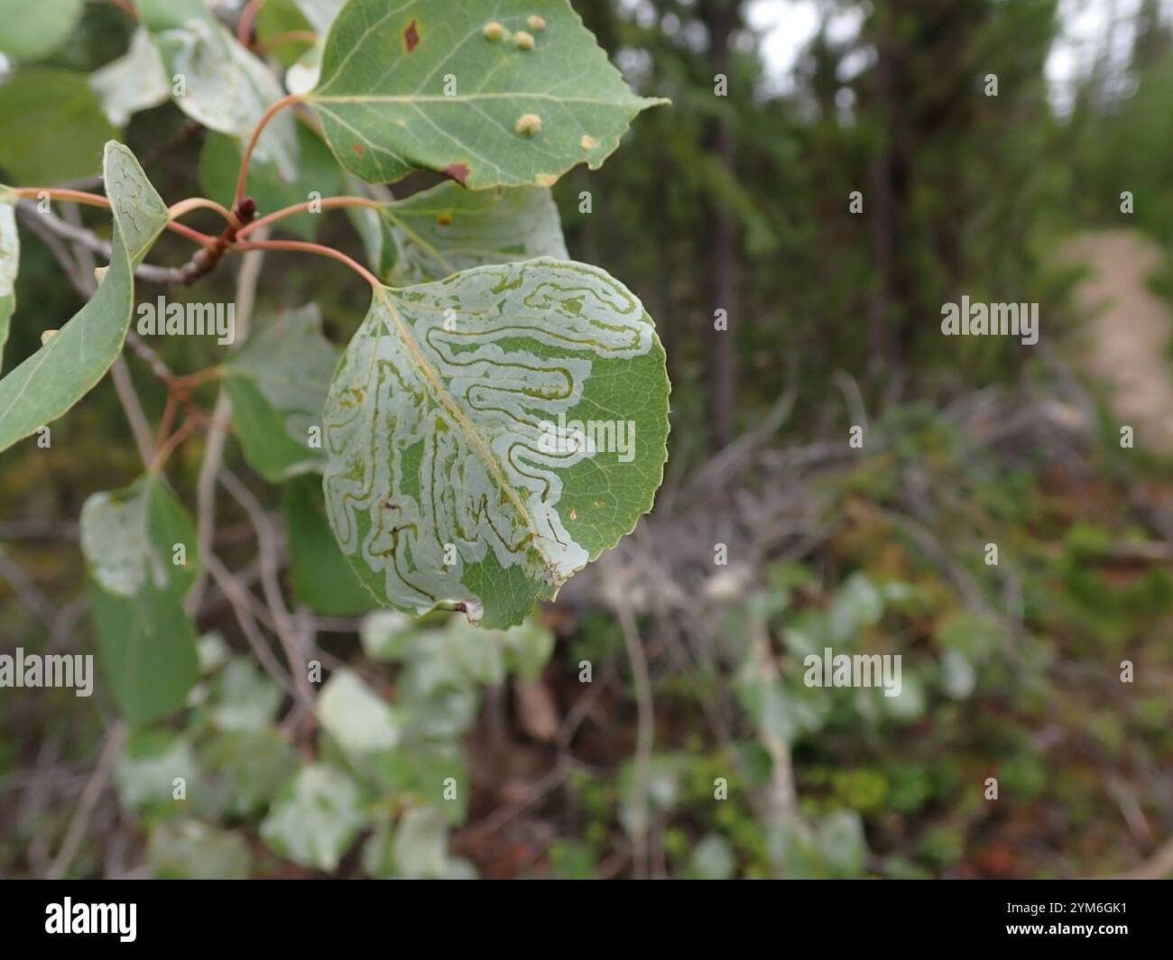Aspen Serpentine Leafminer Moth (Phyllocnistis populiella Stock Photo ...
