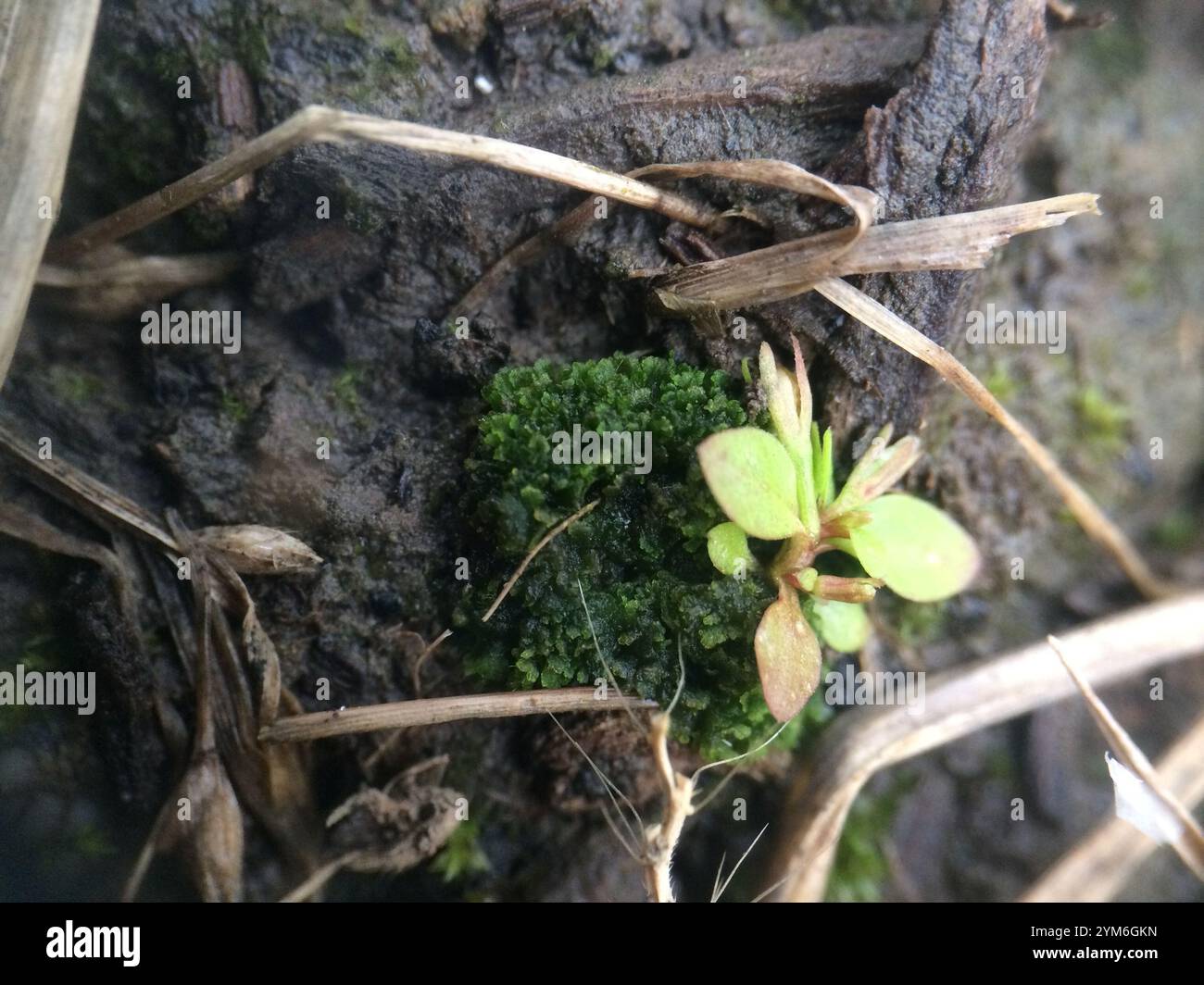 Round Hornwort (Notothylas orbicularis Stock Photo - Alamy