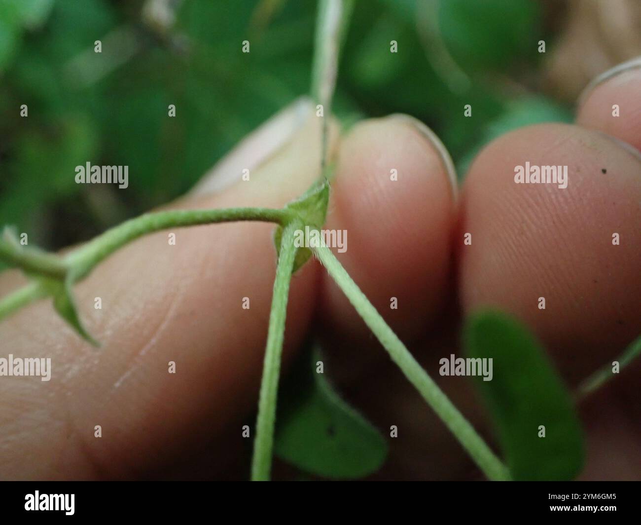Alpine Milkvetch (Astragalus alpinus Stock Photo - Alamy