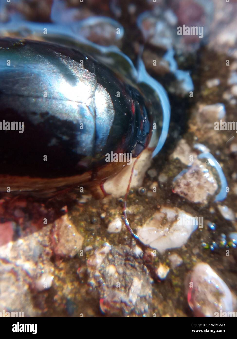 Hydaticus seminiger hi-res stock photography and images - Alamy