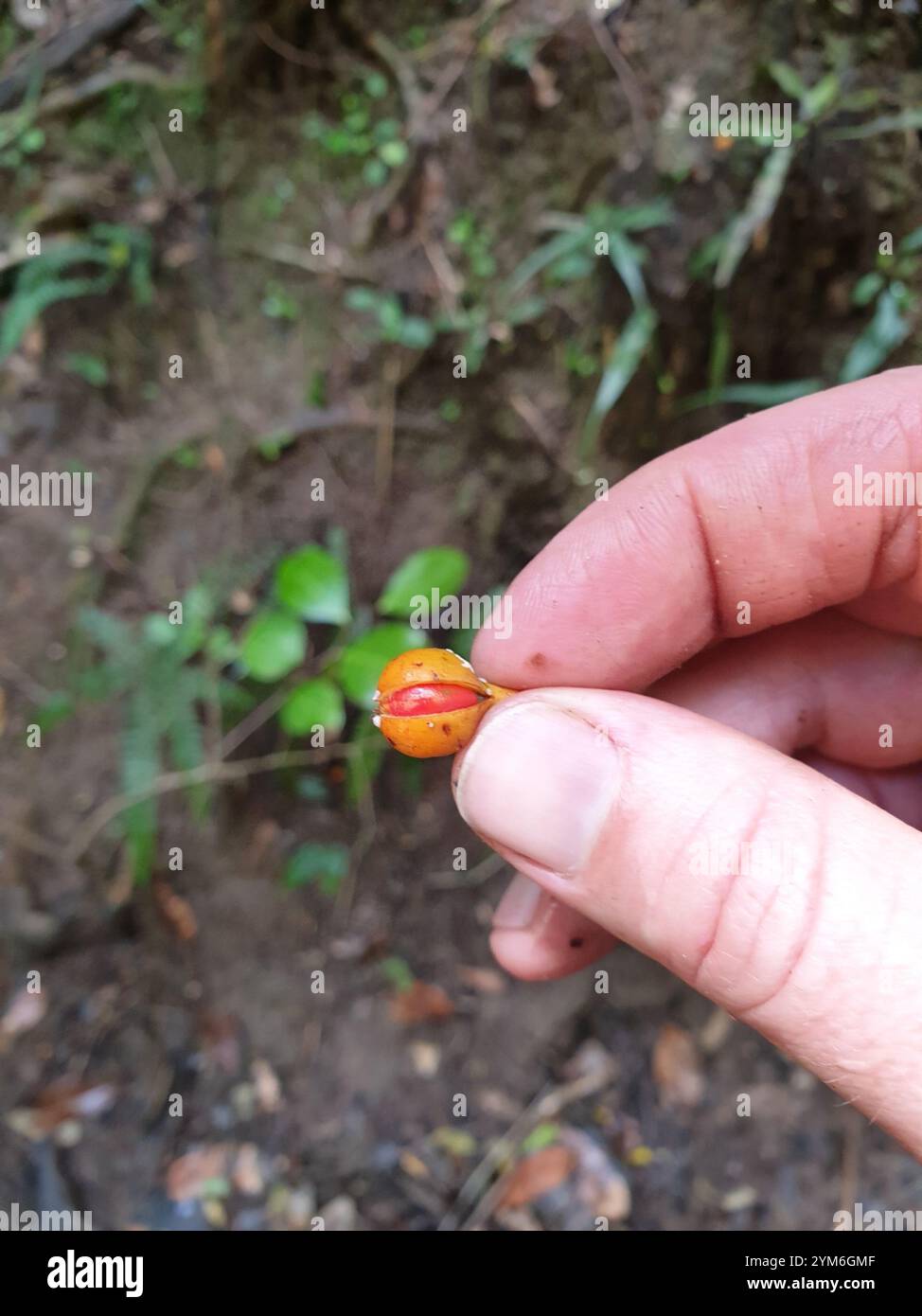 Yellow Pear-fruit (Mischocarpus pyriformis Stock Photo - Alamy