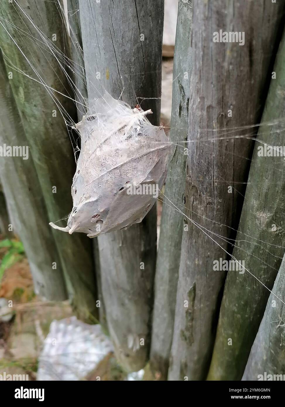 Palystes spider hi-res stock photography and images - Alamy