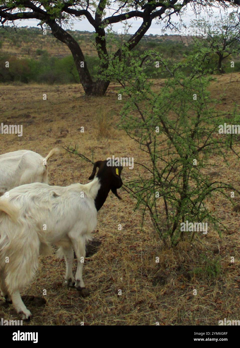 Kalahari Gold (Rhigozum brevispinosum Stock Photo - Alamy