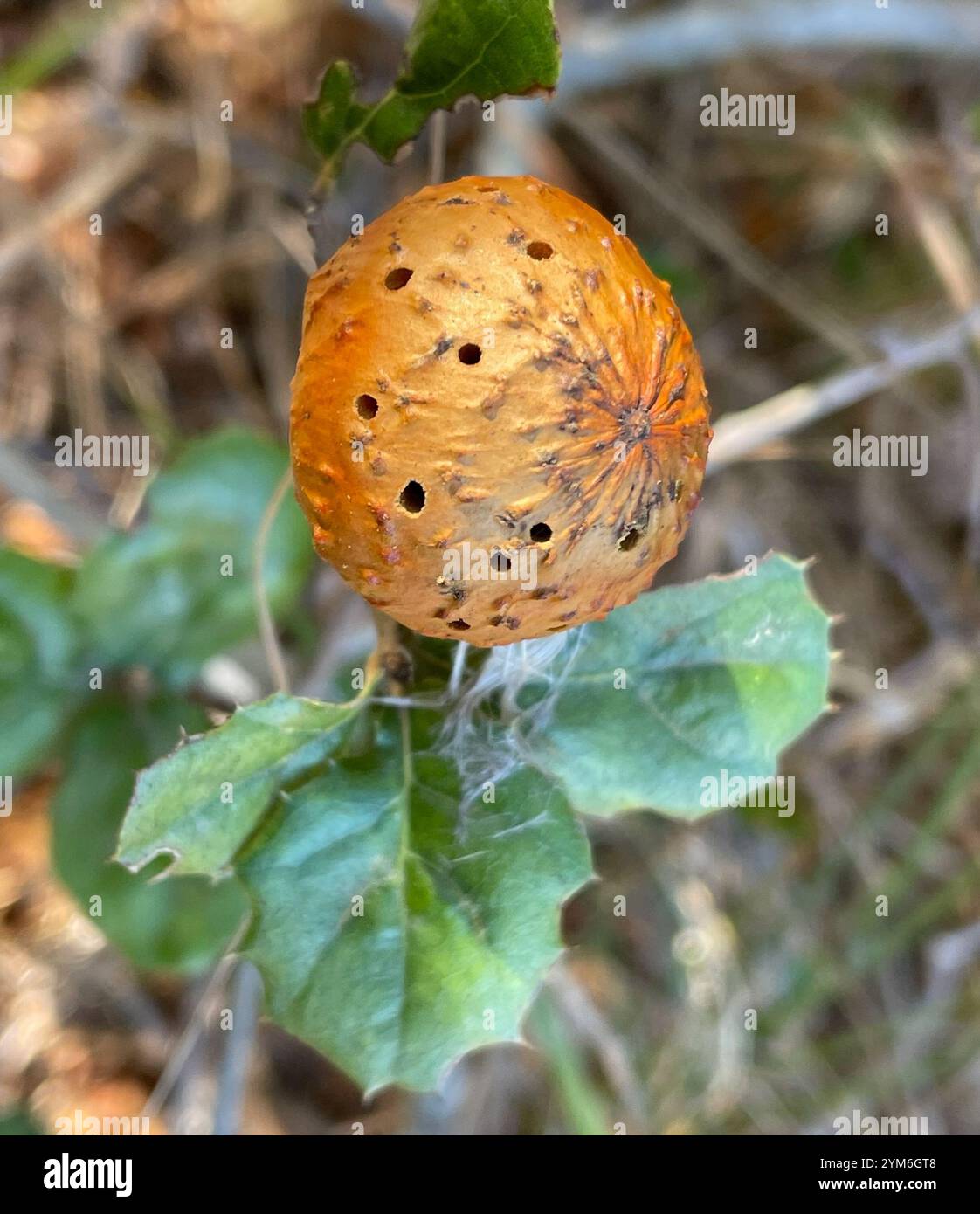 Live Oak Apple Gall Wasp (Amphibolips quercuspomiformis Stock Photo - Alamy