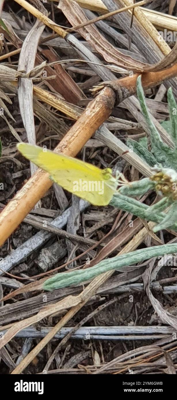 Small Grass-yellow (Eurema smilax Stock Photo - Alamy