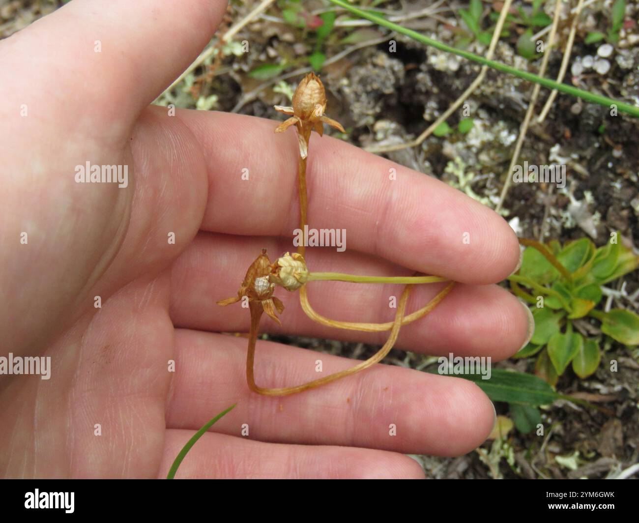 Scottish Asphodel (Tofieldia pusilla Stock Photo - Alamy