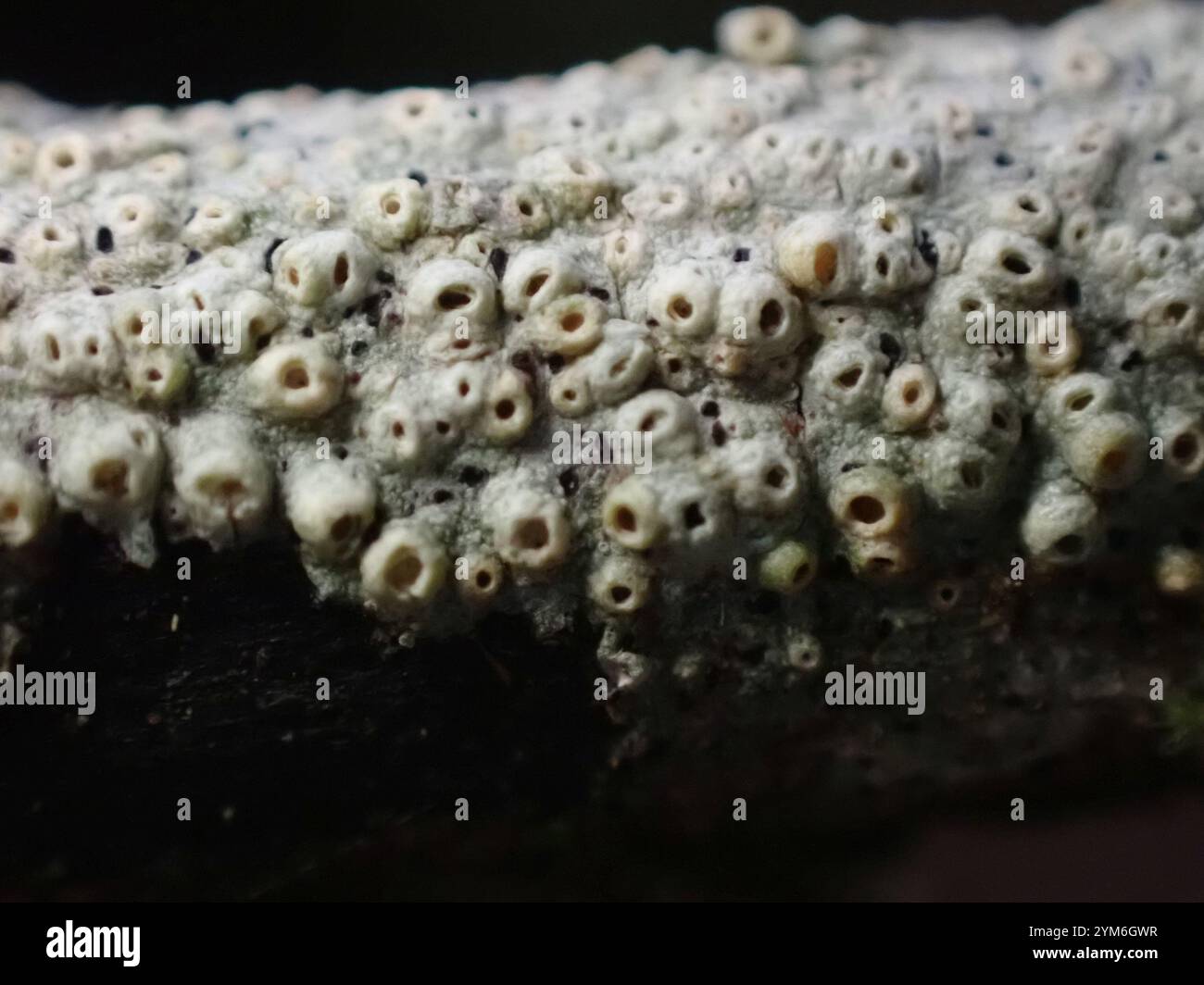Barnacle lichens hi-res stock photography and images - Alamy