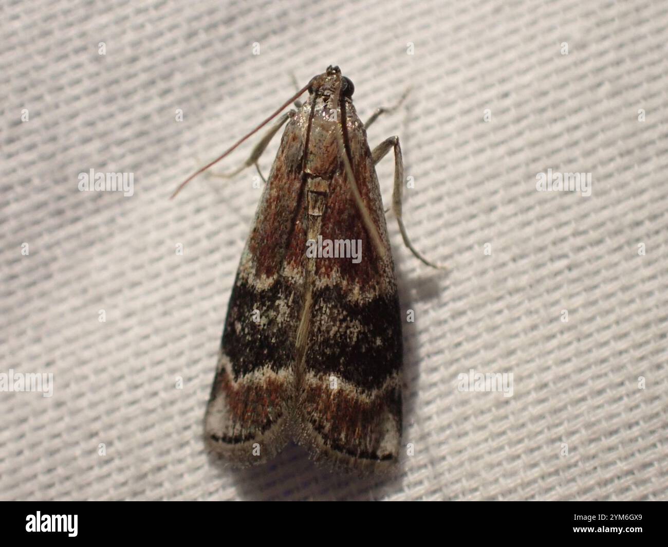 American Plum Borer Moth (Euzophera semifuneralis Stock Photo - Alamy