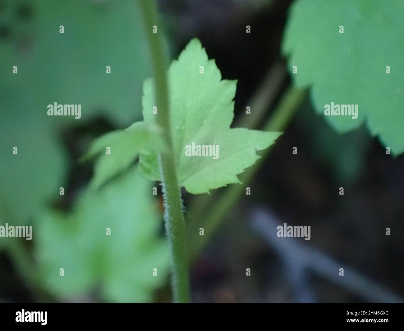 Oneleaf Foamflower (Tiarella trifoliata unifoliata Stock Photo - Alamy