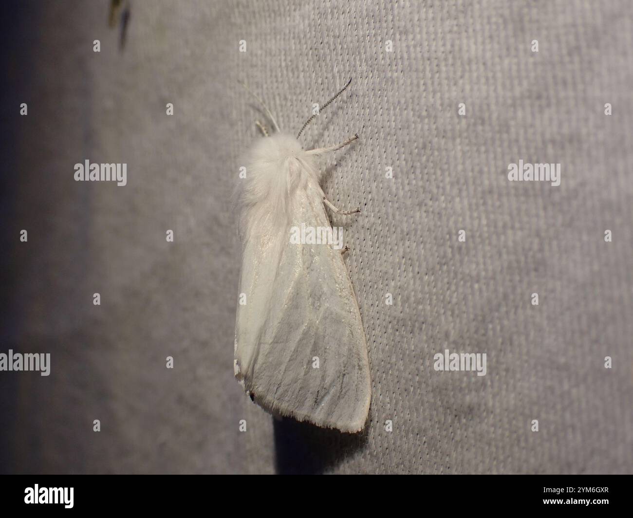 Fall Webworm Moth (Hyphantria cunea Stock Photo - Alamy