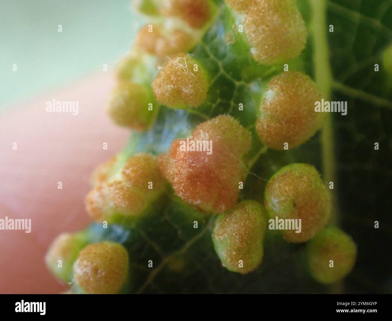 Gall and Rust Mites (Eriophyidae Stock Photo - Alamy