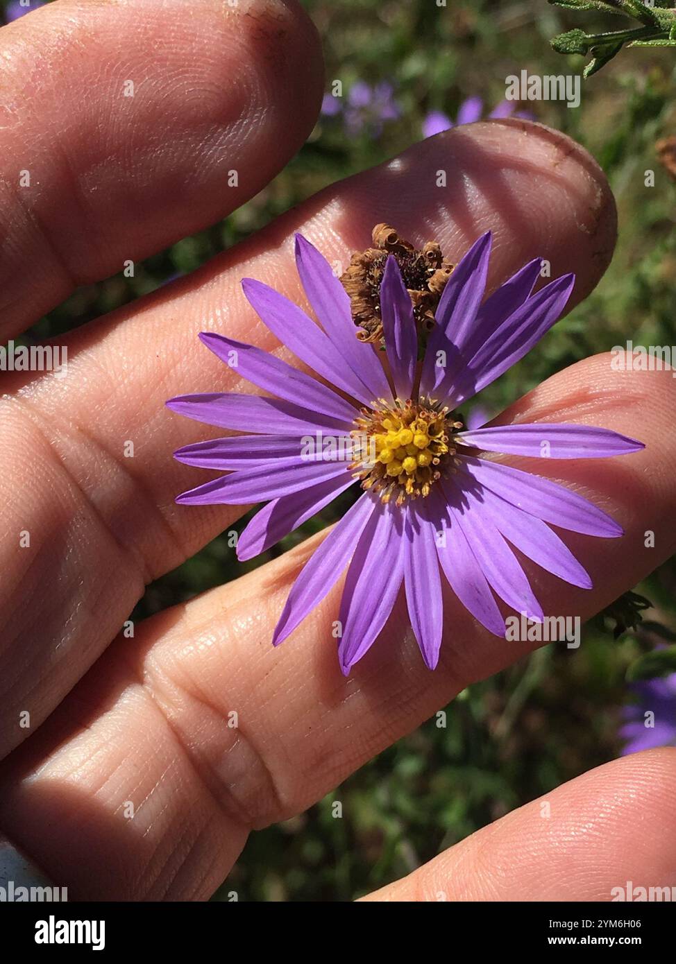 late purple aster (Symphyotrichum patens Stock Photo - Alamy