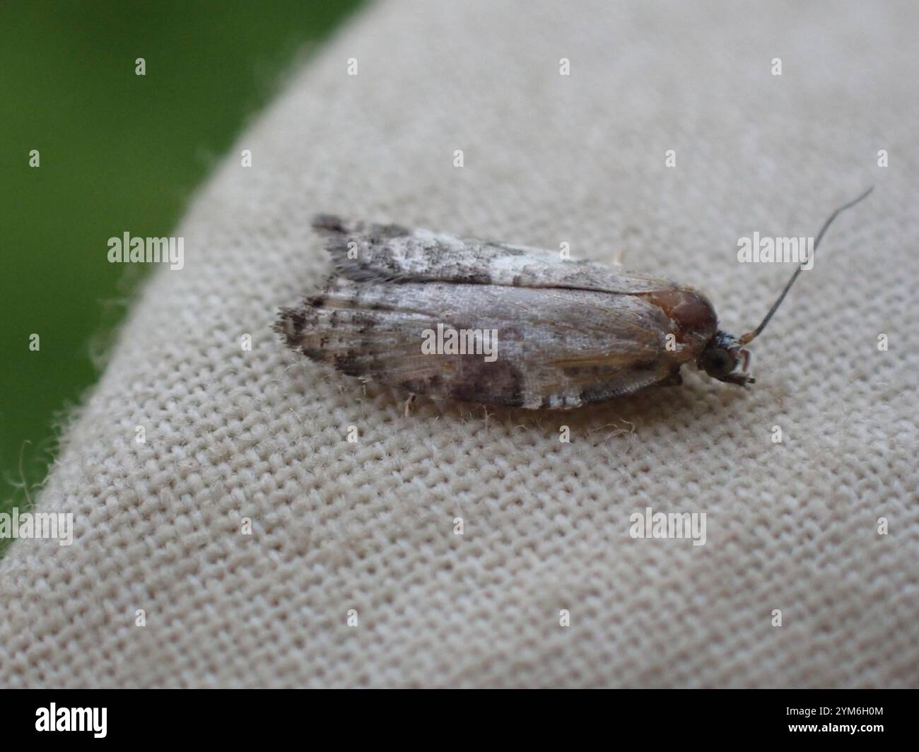Tortricid Leafroller Moths (Tortricidae Stock Photo - Alamy