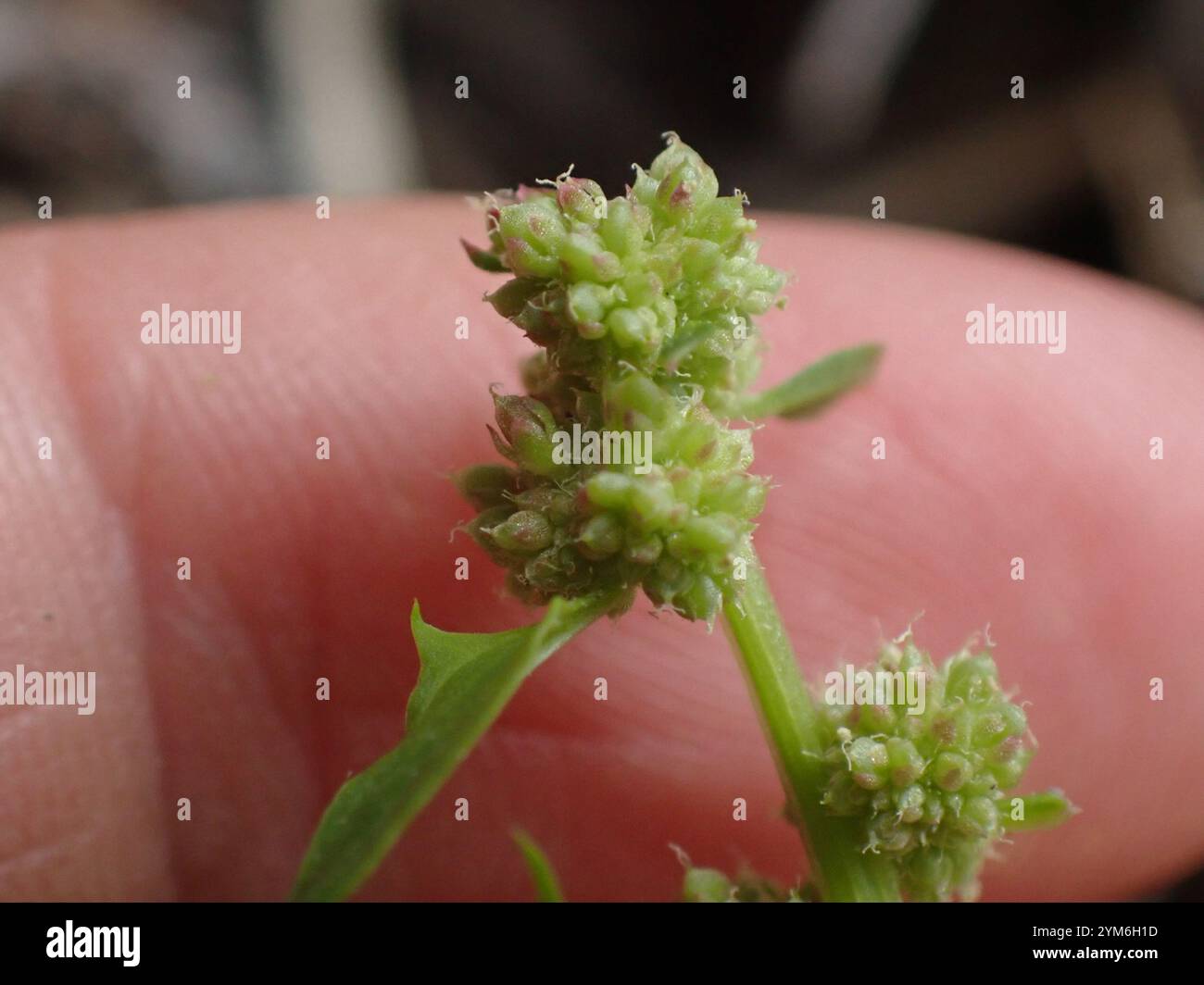 Chenopodioideae subfamily hi-res stock photography and images - Alamy