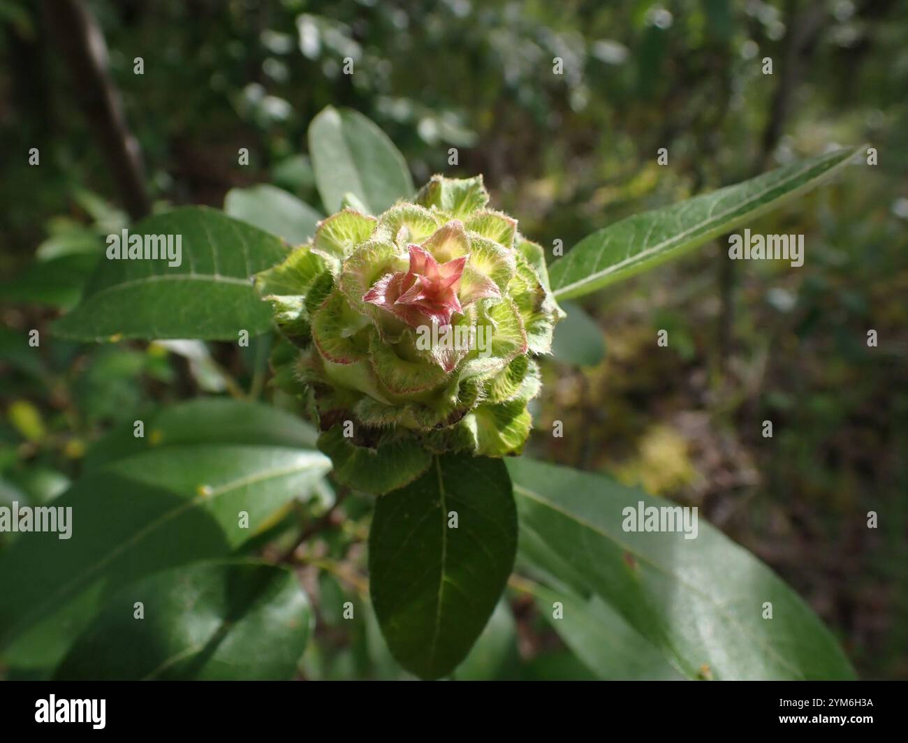 Willow Gall Midges (Rabdophaga Stock Photo - Alamy