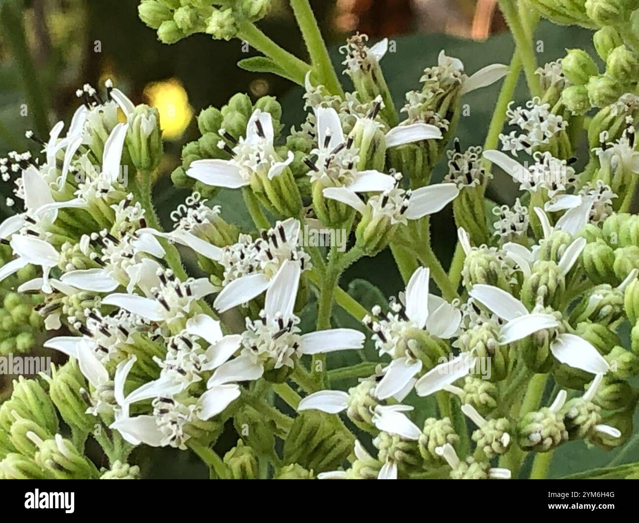 frostweed (Verbesina virginica Stock Photo - Alamy