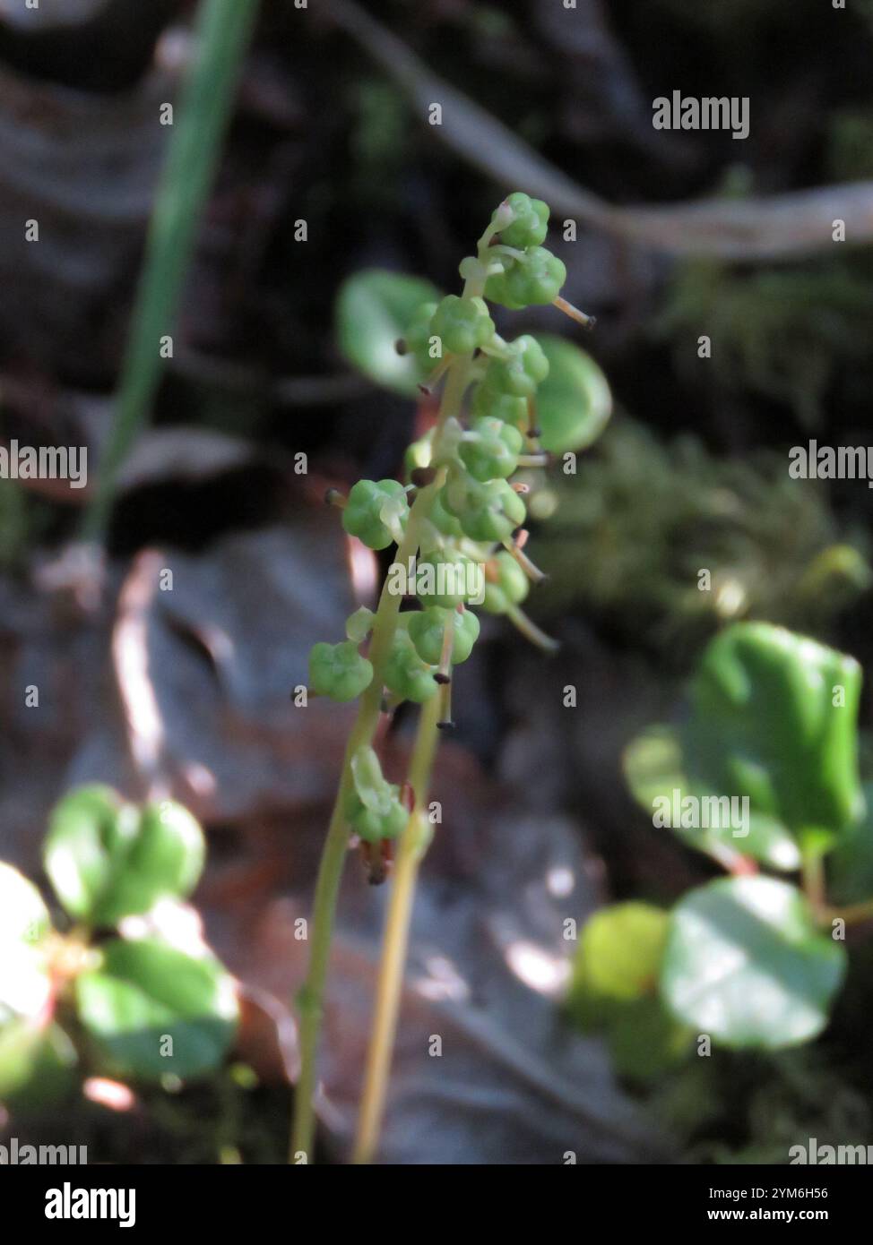 one-sided wintergreen (Orthilia secunda Stock Photo - Alamy