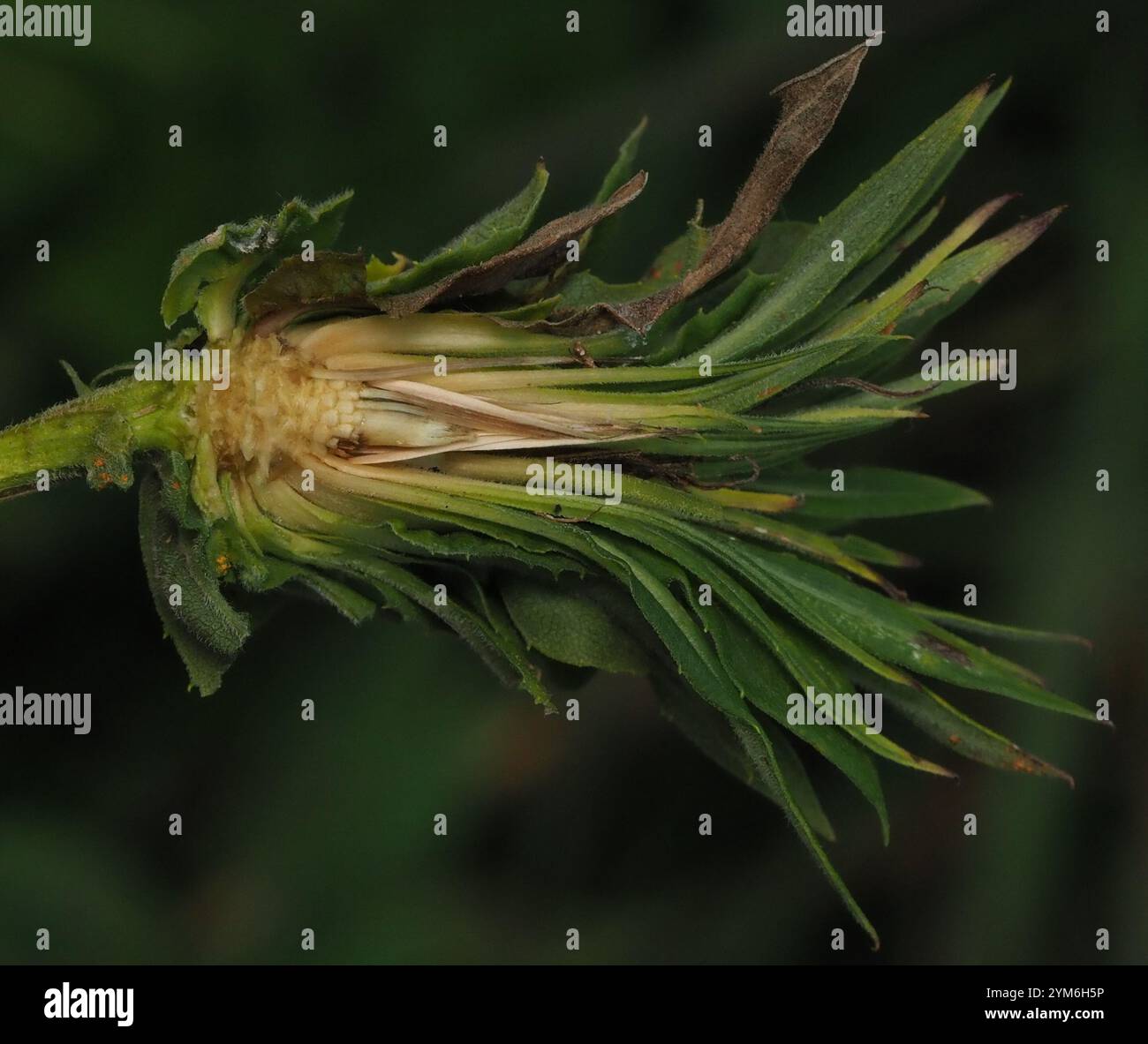 Goldenrod Bunch Gall Midge (Rhopalomyia solidaginis Stock Photo - Alamy