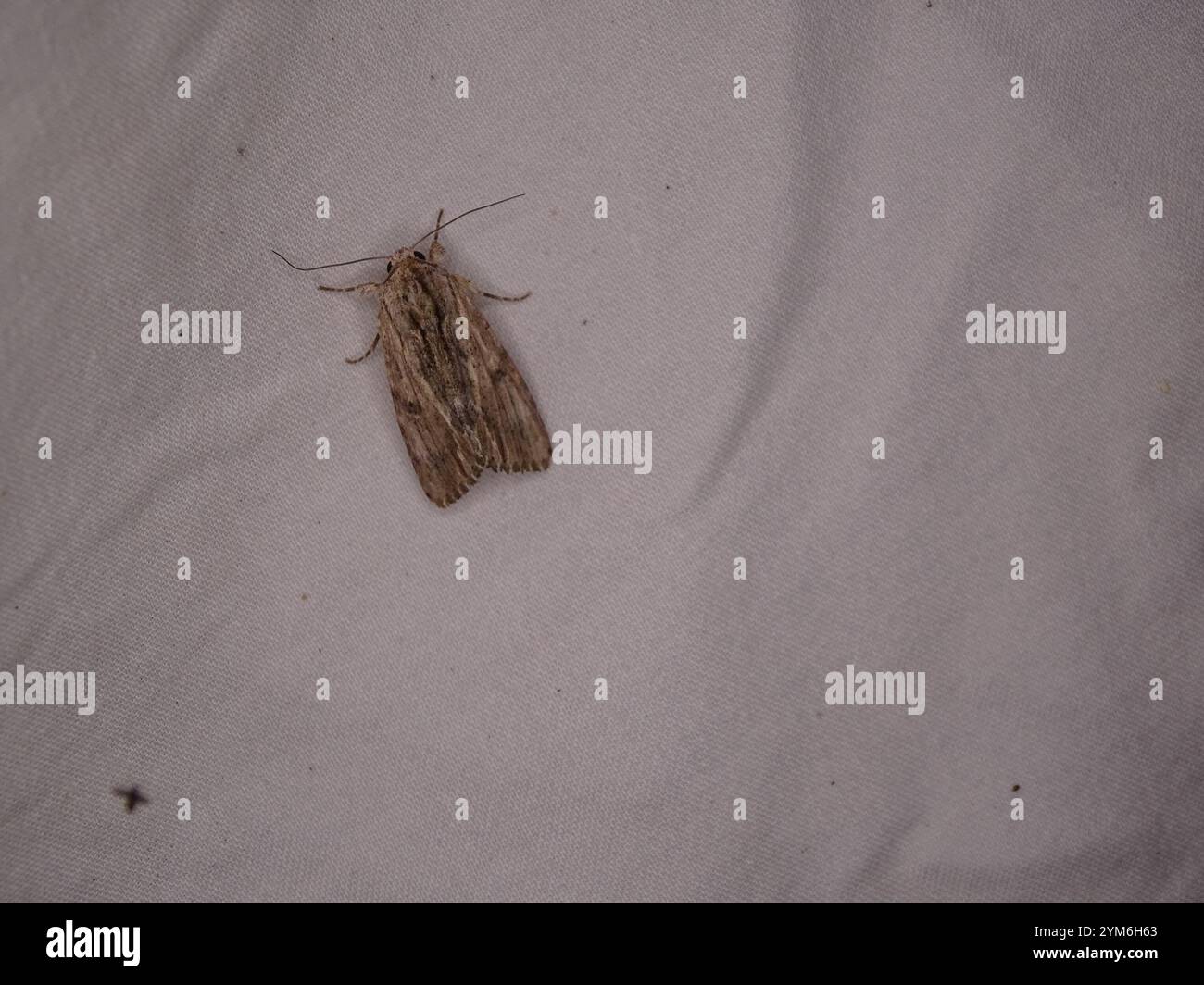 Southern Armyworm Moth (Spodoptera eridania Stock Photo - Alamy