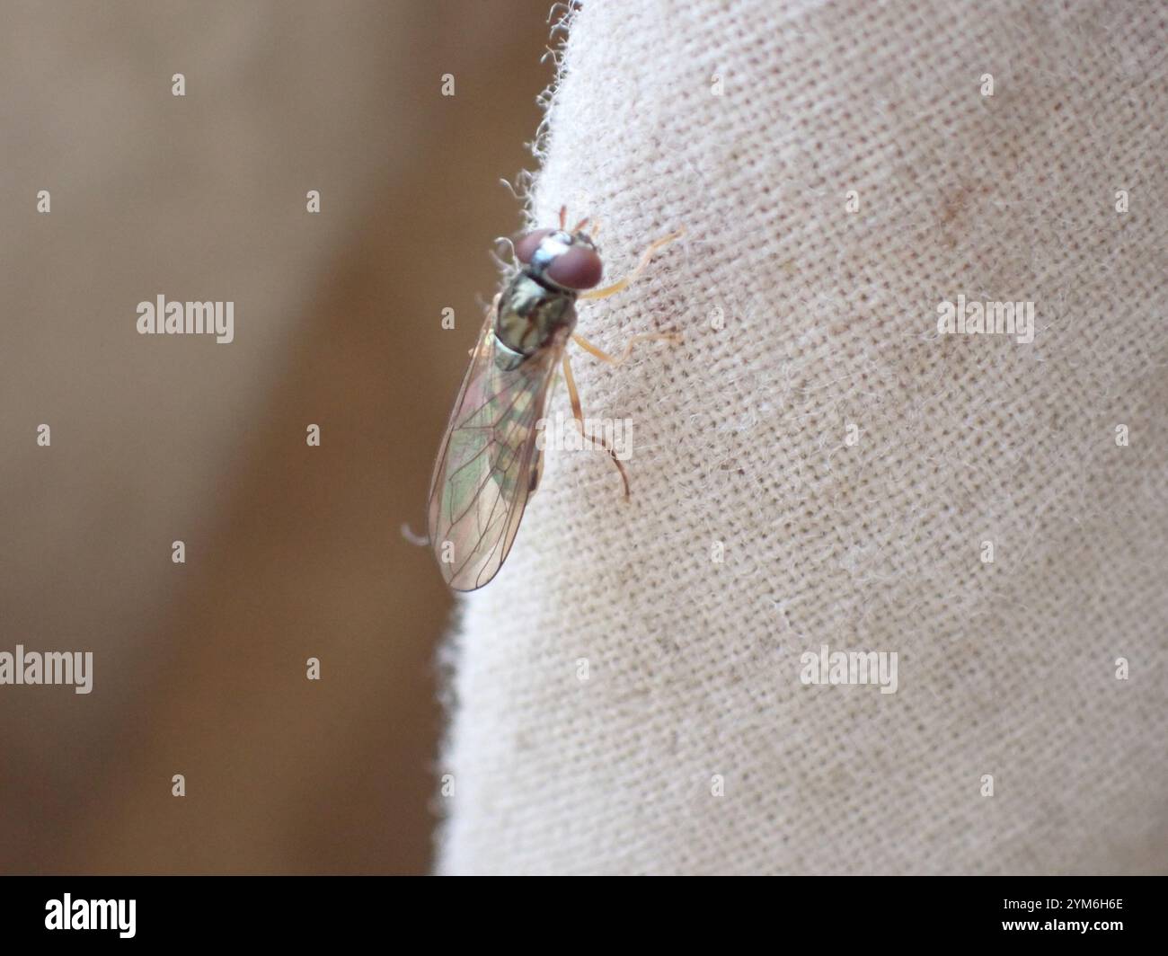 Variable Duskyface Fly (Melanostoma mellinum Stock Photo - Alamy