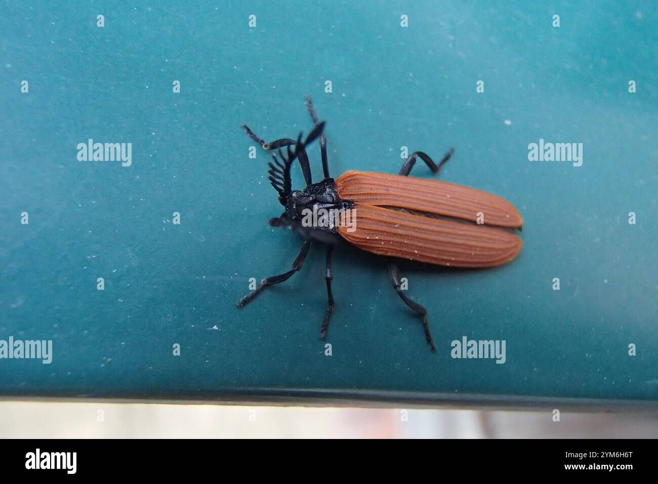 Long-nosed Lycid Beetle (Porrostoma rhipidium Stock Photo - Alamy