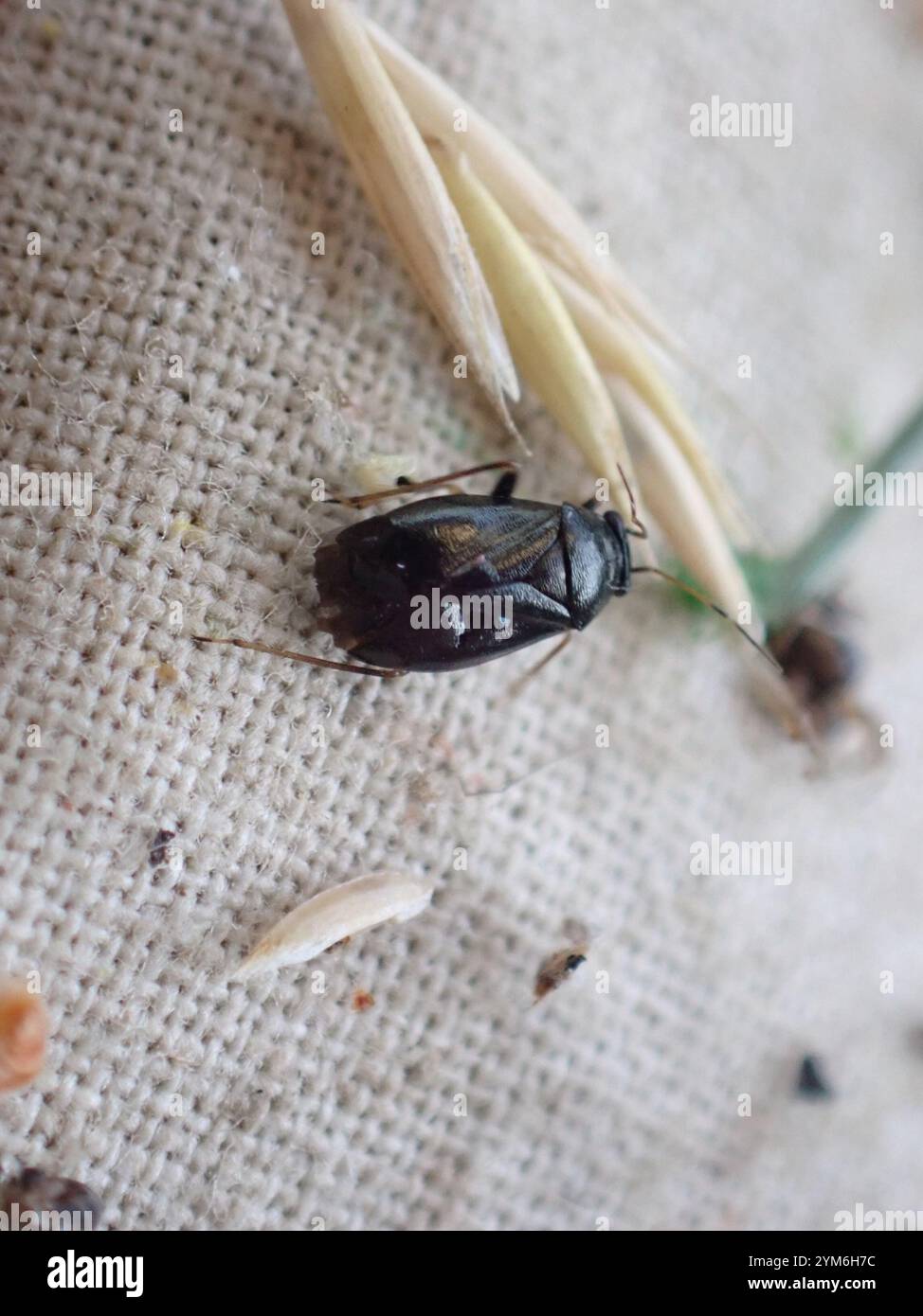 True Bugs (Heteroptera Stock Photo - Alamy