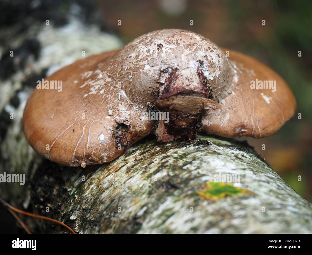 birch polypore (Fomitopsis betulina Stock Photo - Alamy