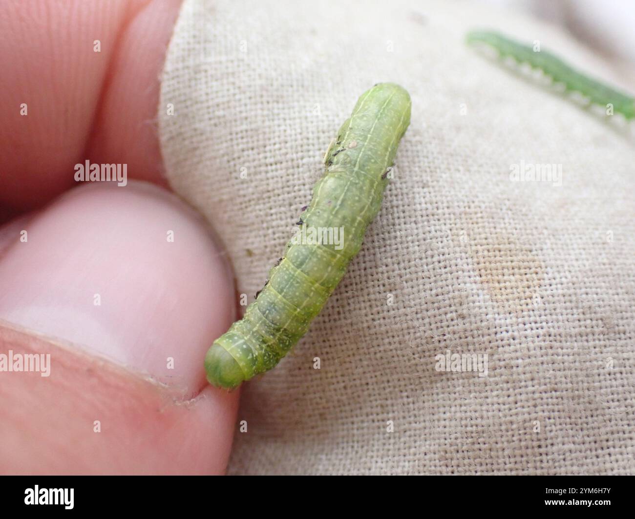 Butterflies and Moths (Lepidoptera Stock Photo - Alamy