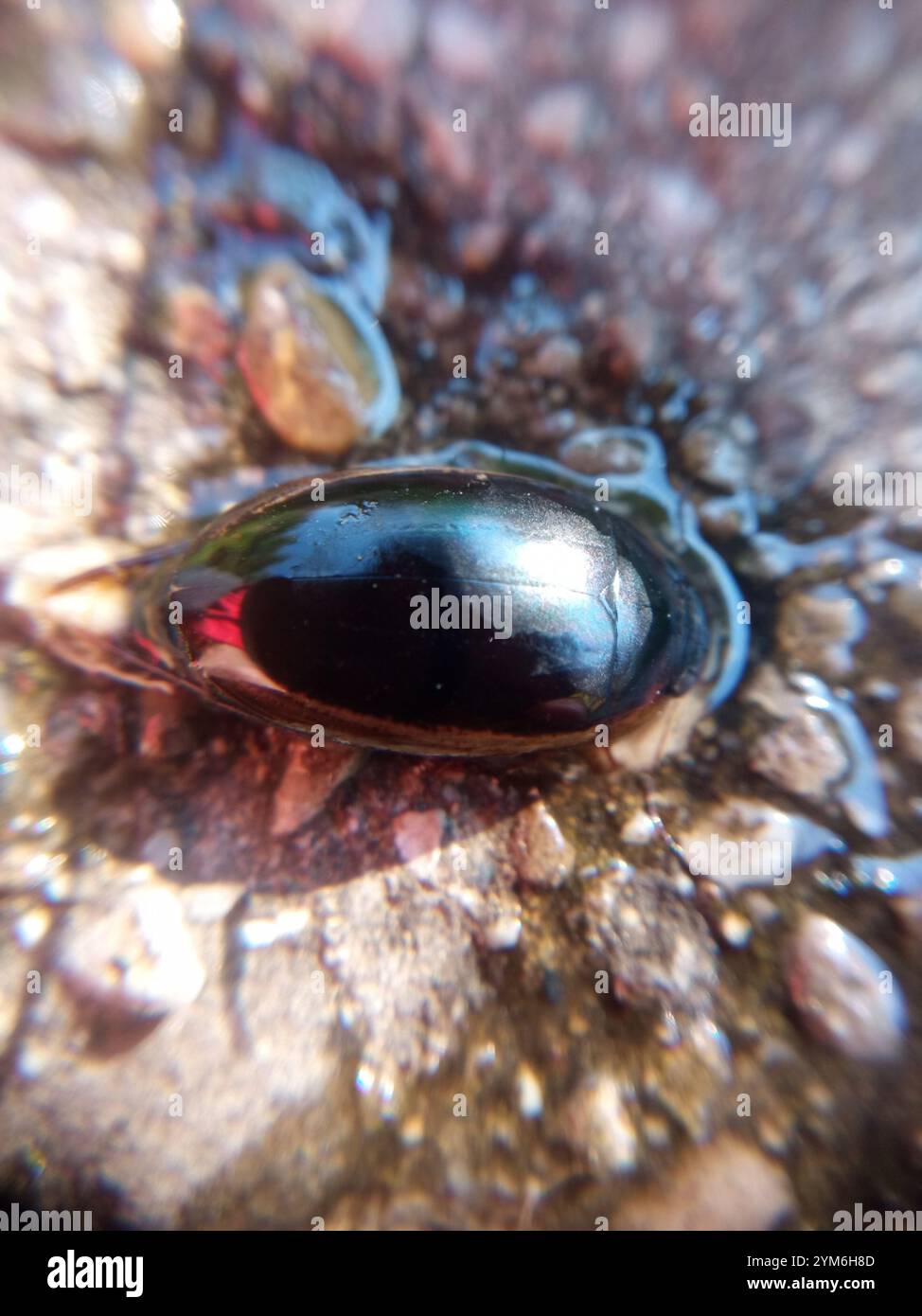 Hydaticus seminiger hi-res stock photography and images - Alamy