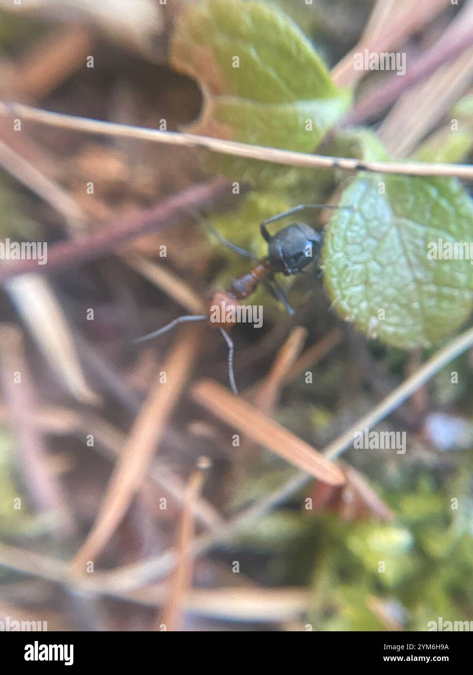 Western Thatching Ant (Formica obscuripes Stock Photo - Alamy