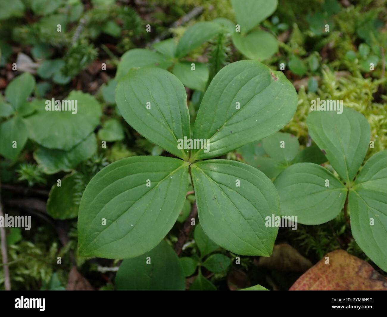Canadian bunchberry (Cornus canadensis Stock Photo - Alamy