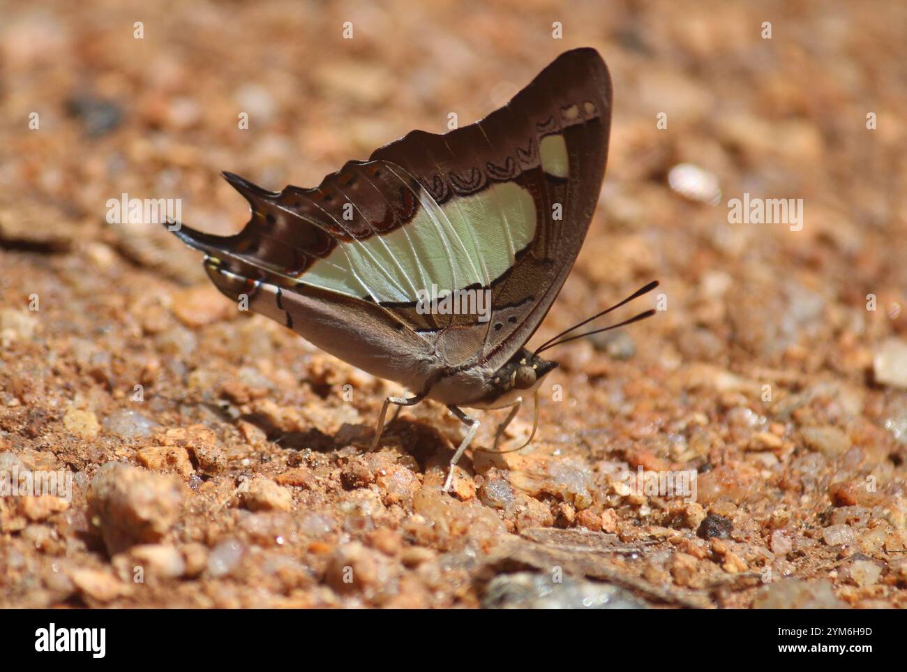 Polyura agraria hi-res stock photography and images - Alamy