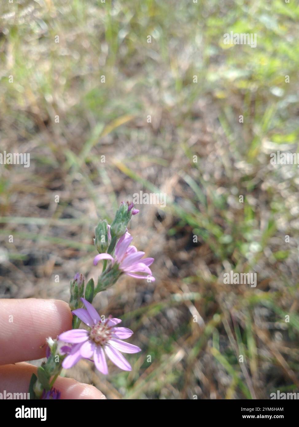 Eastern Silver Aster (Symphyotrichum concolor Stock Photo - Alamy