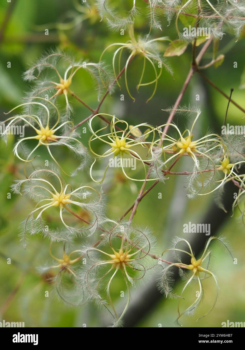 Clematis grata hi-res stock photography and images - Alamy