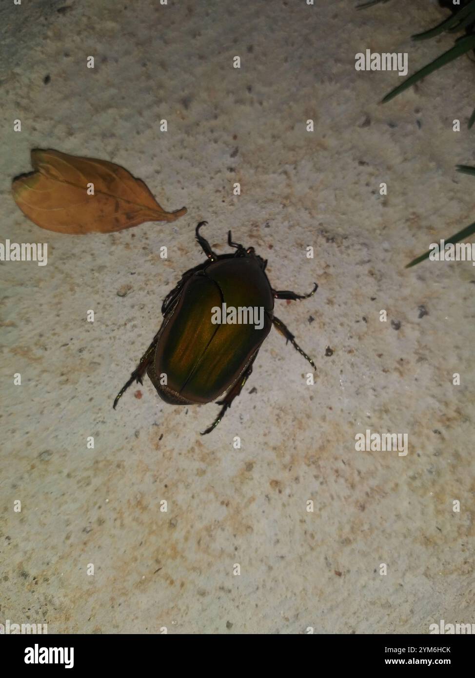 Green June Beetles (Cotinis Stock Photo - Alamy