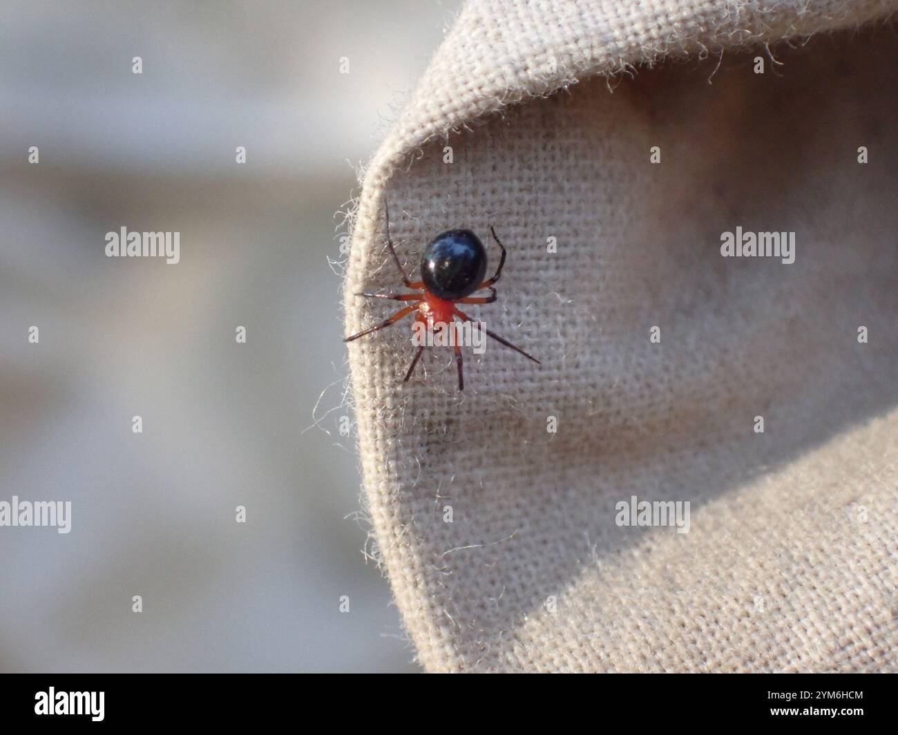 Dwarf Spiders (Erigoninae Stock Photo - Alamy