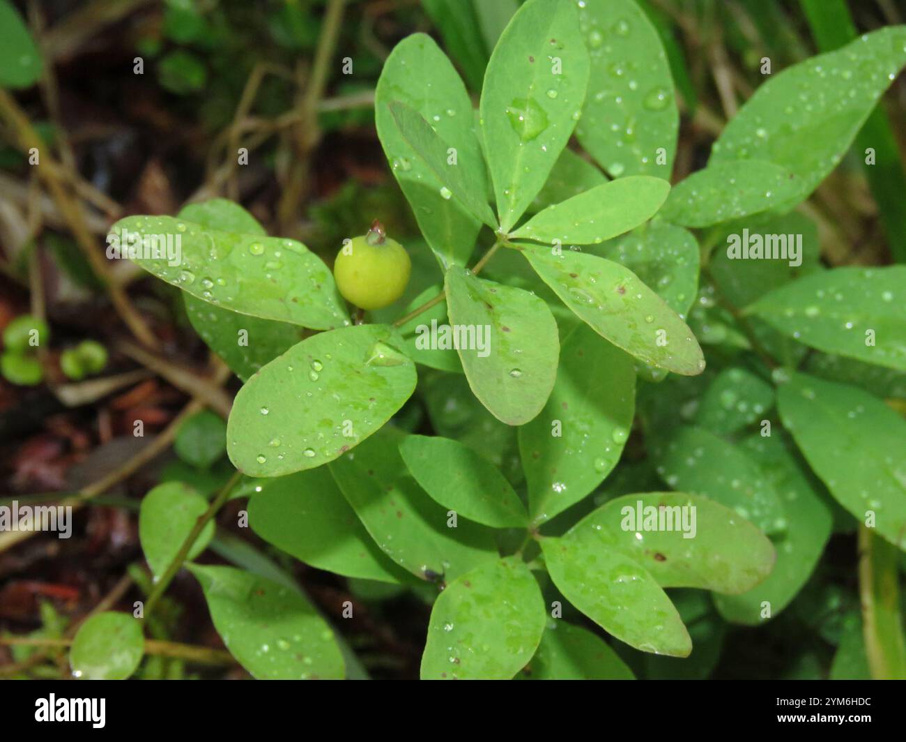 Northern Comandra (Geocaulon lividum Stock Photo - Alamy