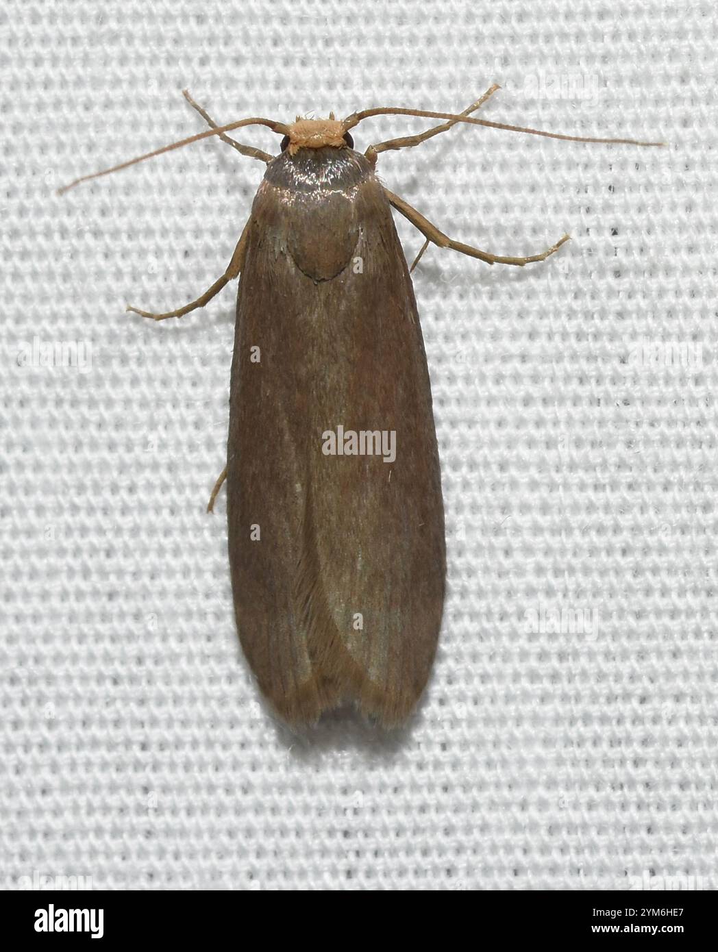 Lesser wax moth hi-res stock photography and images - Alamy