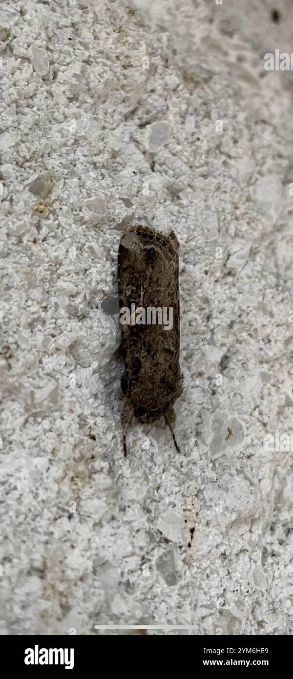 Fall Armyworm Moth (Spodoptera frugiperda Stock Photo - Alamy