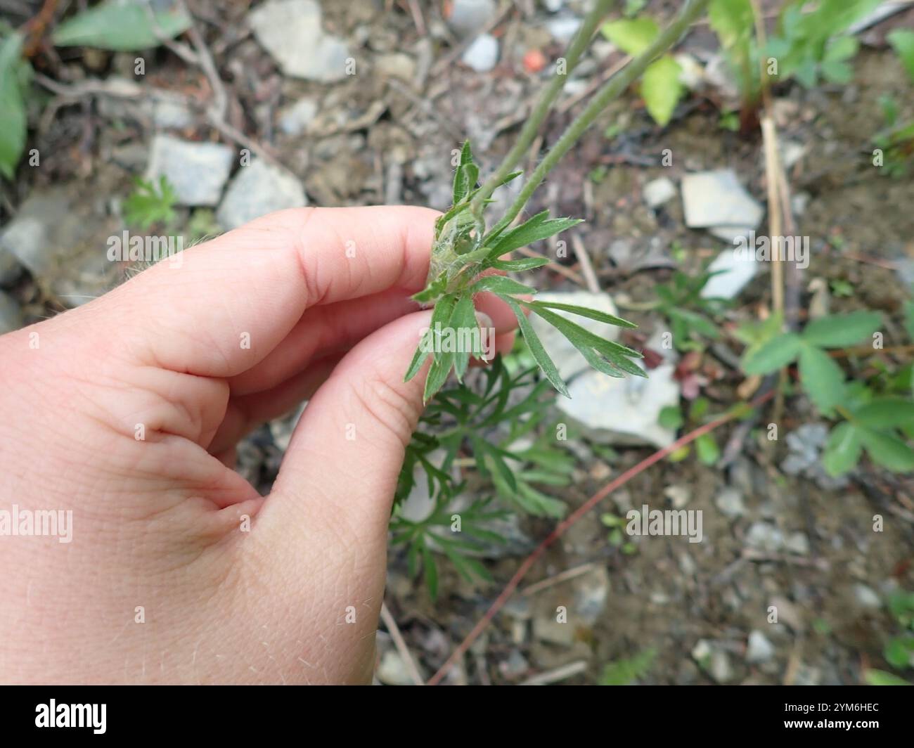 buttercup family (Ranunculaceae Stock Photo - Alamy