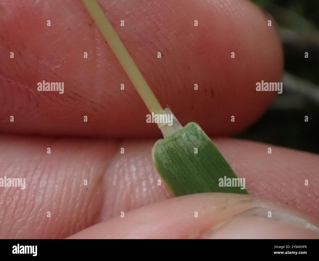 Alpine Bluegrass (Poa alpina Stock Photo - Alamy