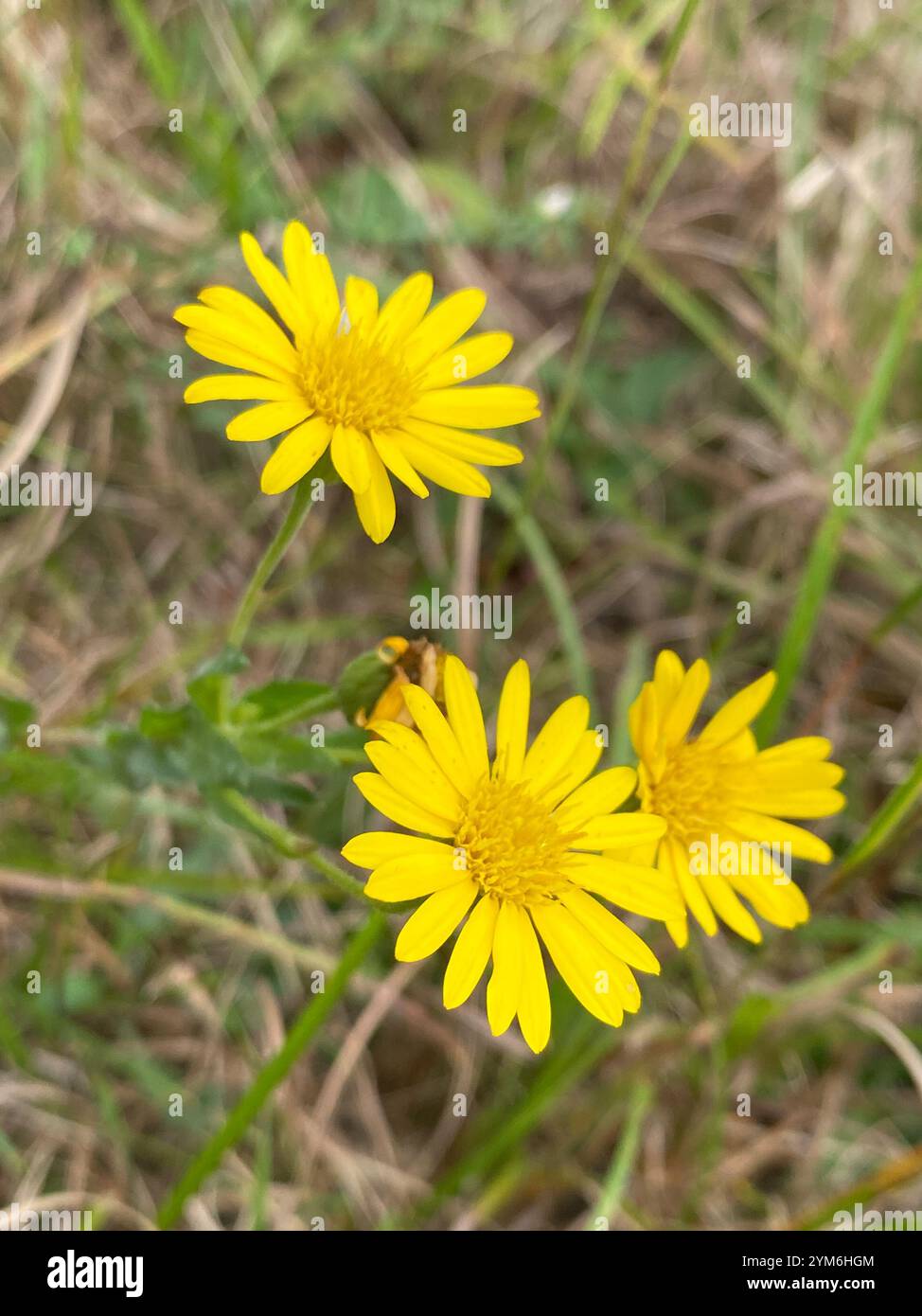 Maryland golden-aster (Chrysopsis mariana Stock Photo - Alamy