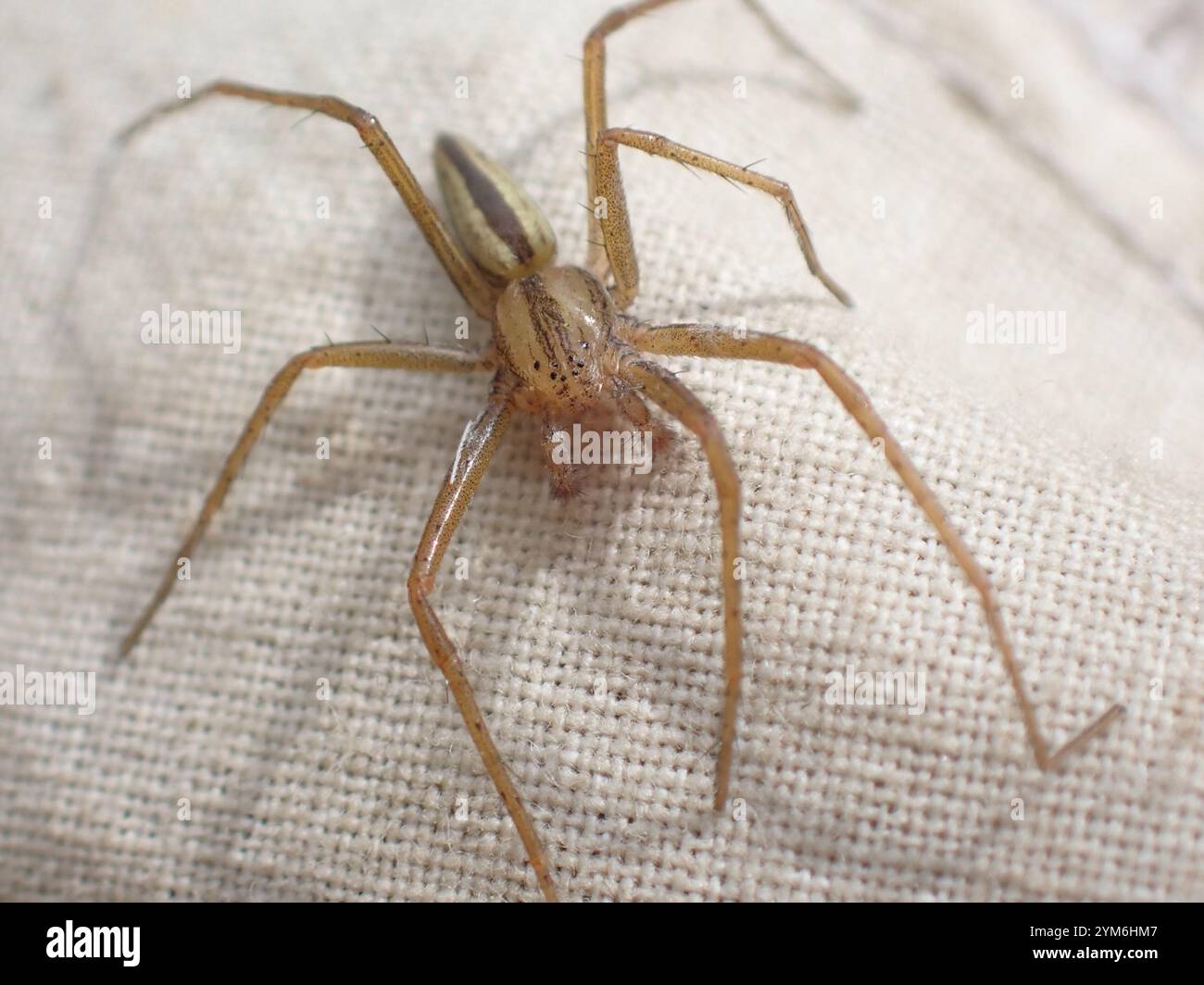 Slender Crab Spiders (Tibellus Stock Photo - Alamy