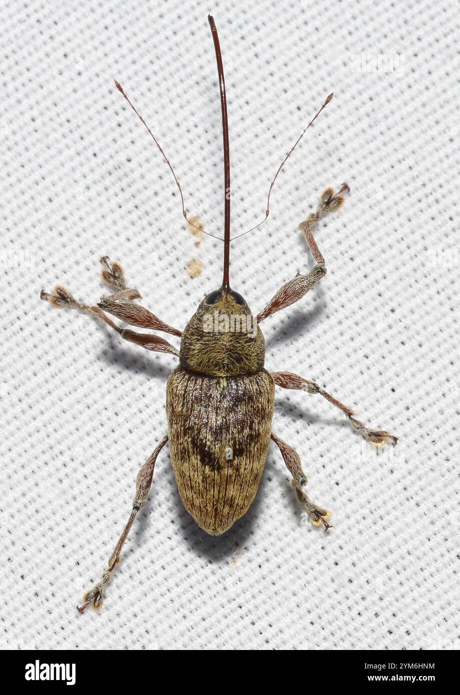 Nut and Acorn Weevils (Curculio Stock Photo - Alamy