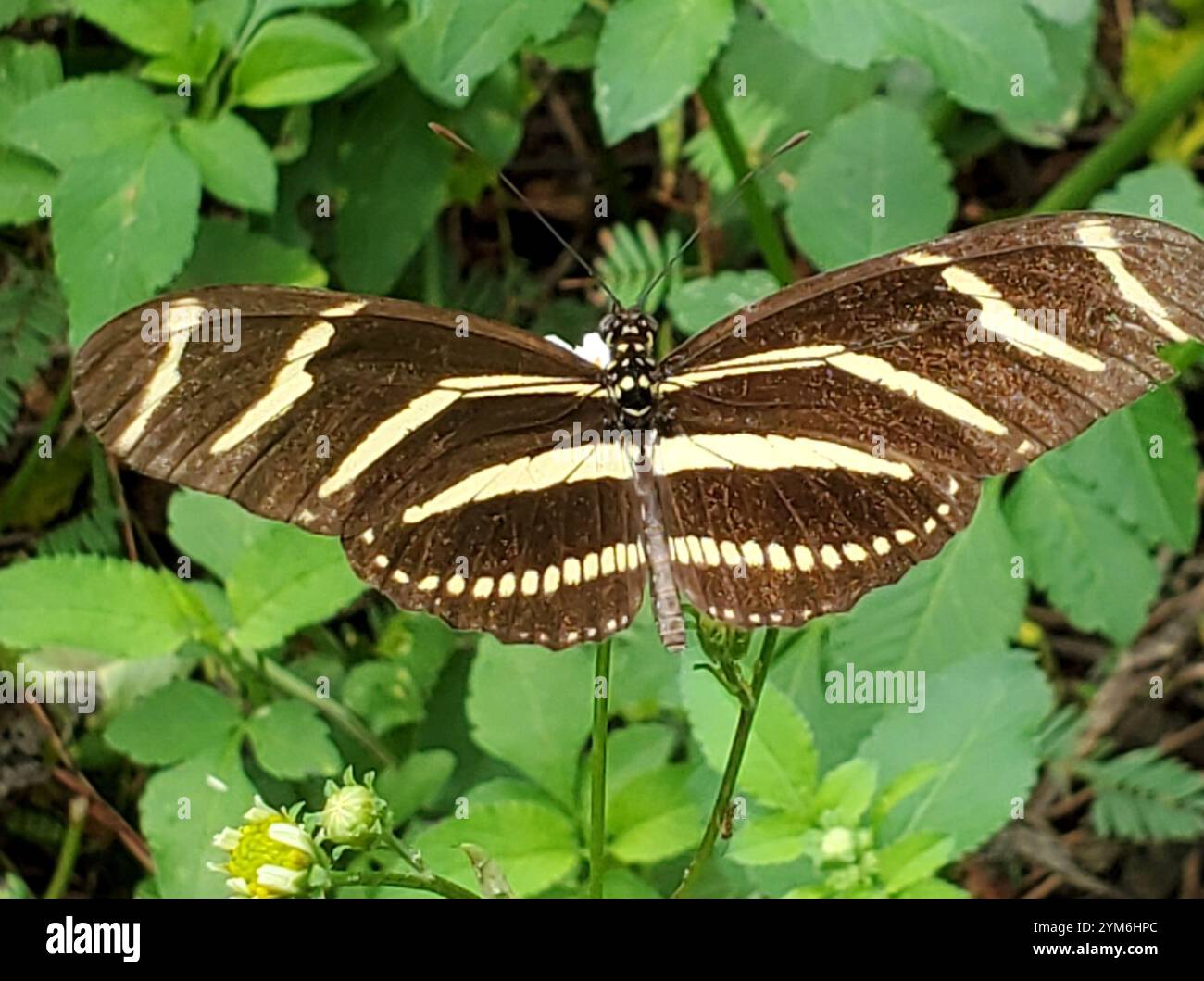 Zebra Longwing (Heliconius charithonia Stock Photo - Alamy